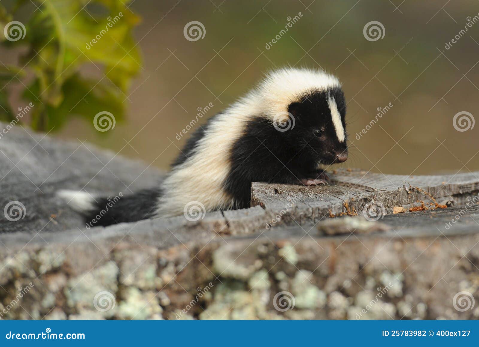 Stinkdier 3 van de baby stock foto. Image of hout, bevuil - 25783982