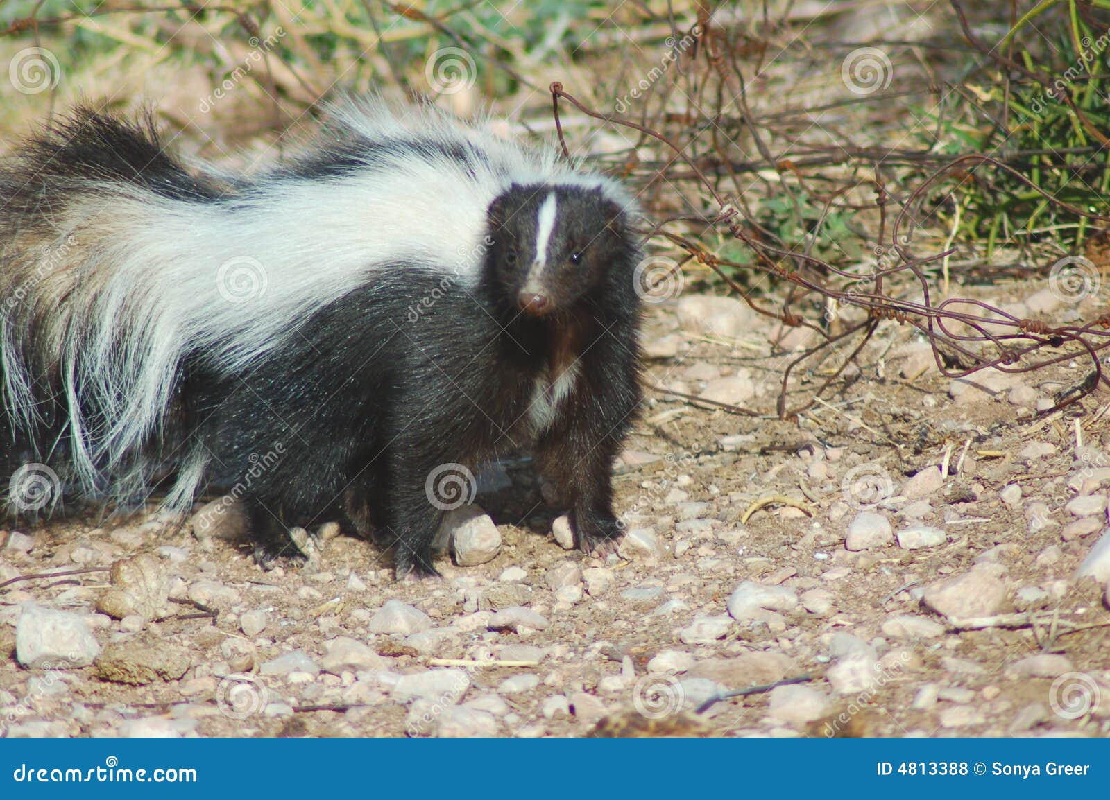 Stinkdier stock foto. Image of alarm, ochtend, rotsachtig - 4813388