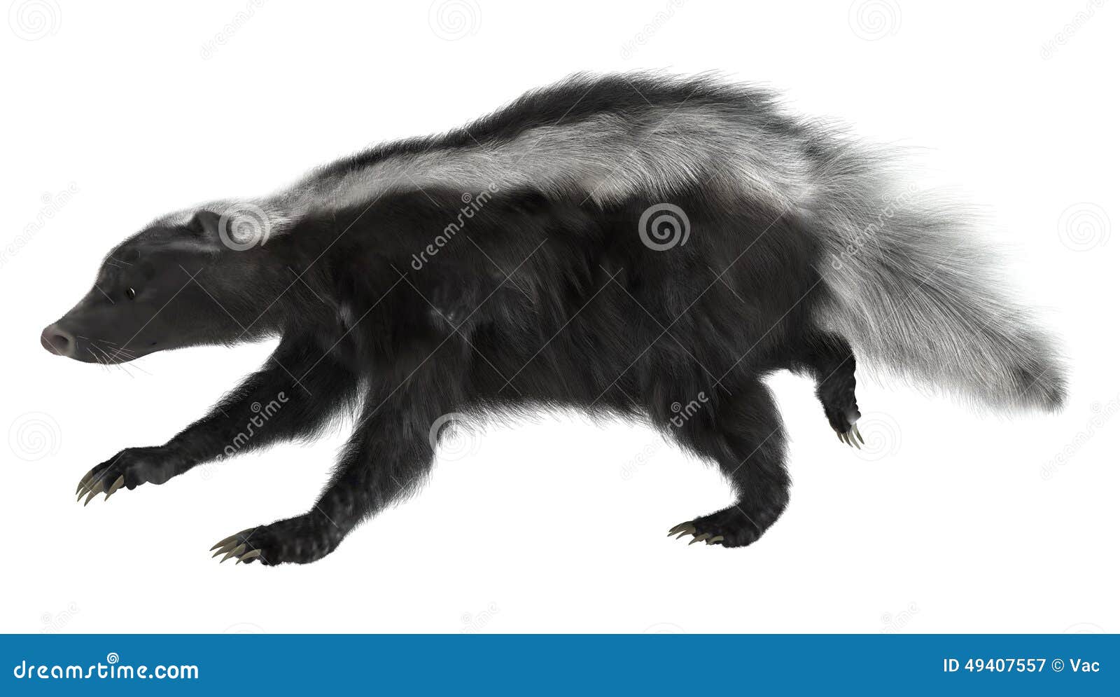Stinkdier stock illustratie. Illustration of strepen - 49407557
