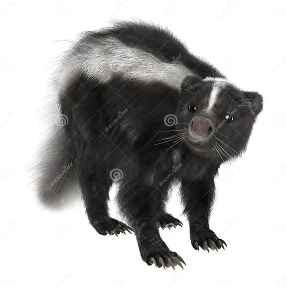 Stinkdier stock illustratie. Illustration of kijken, nieuwsgierig ...