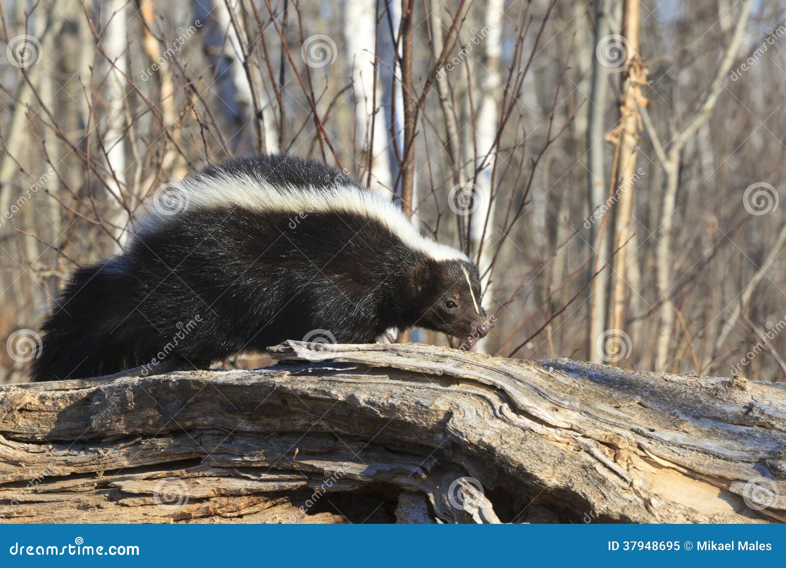 Stinkdier Die Op Logboek Lopen Stock Afbeelding - Image of allesetend ...