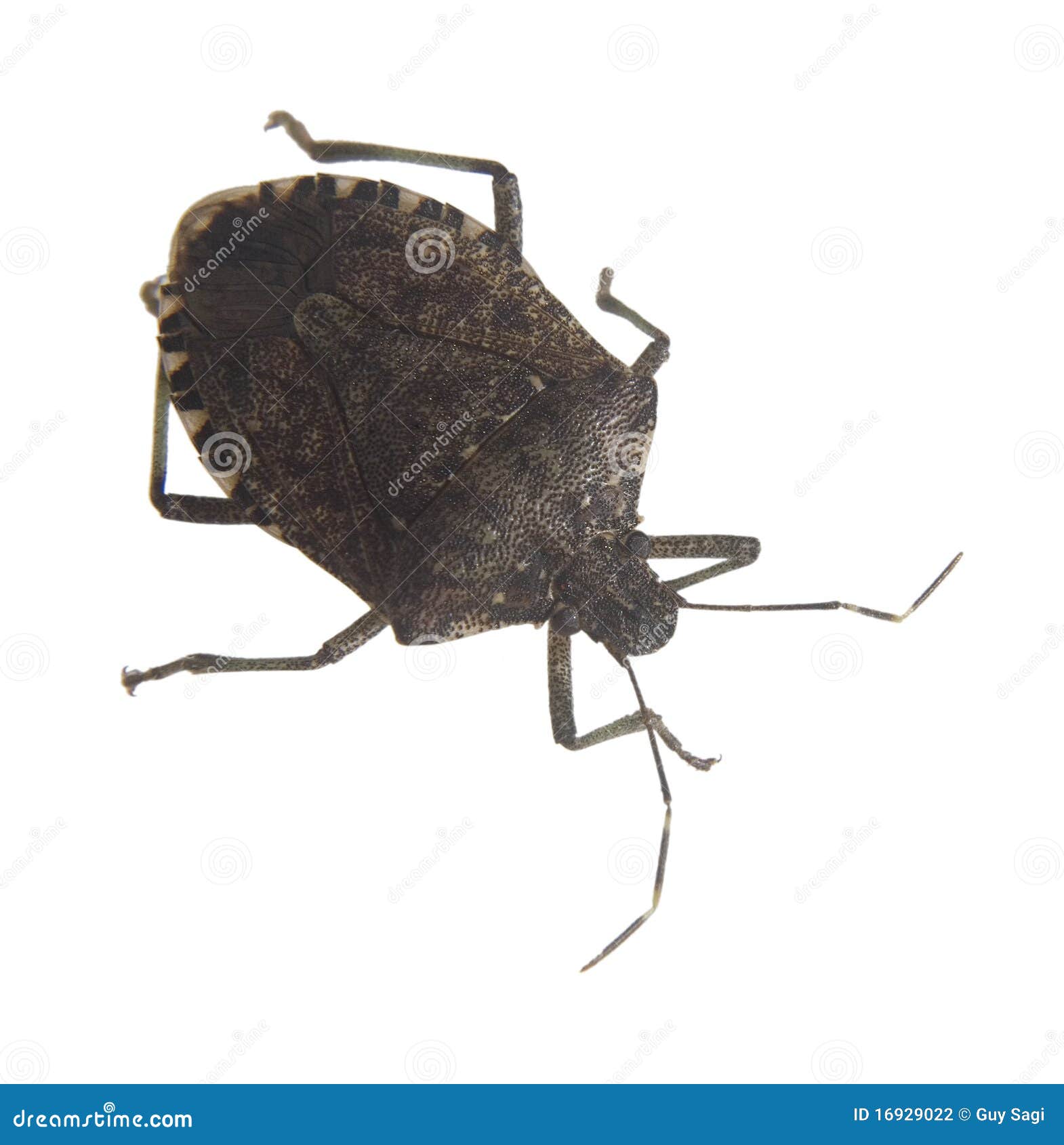 Stinkend insect stock foto. Image of antennes, benen - 16929022