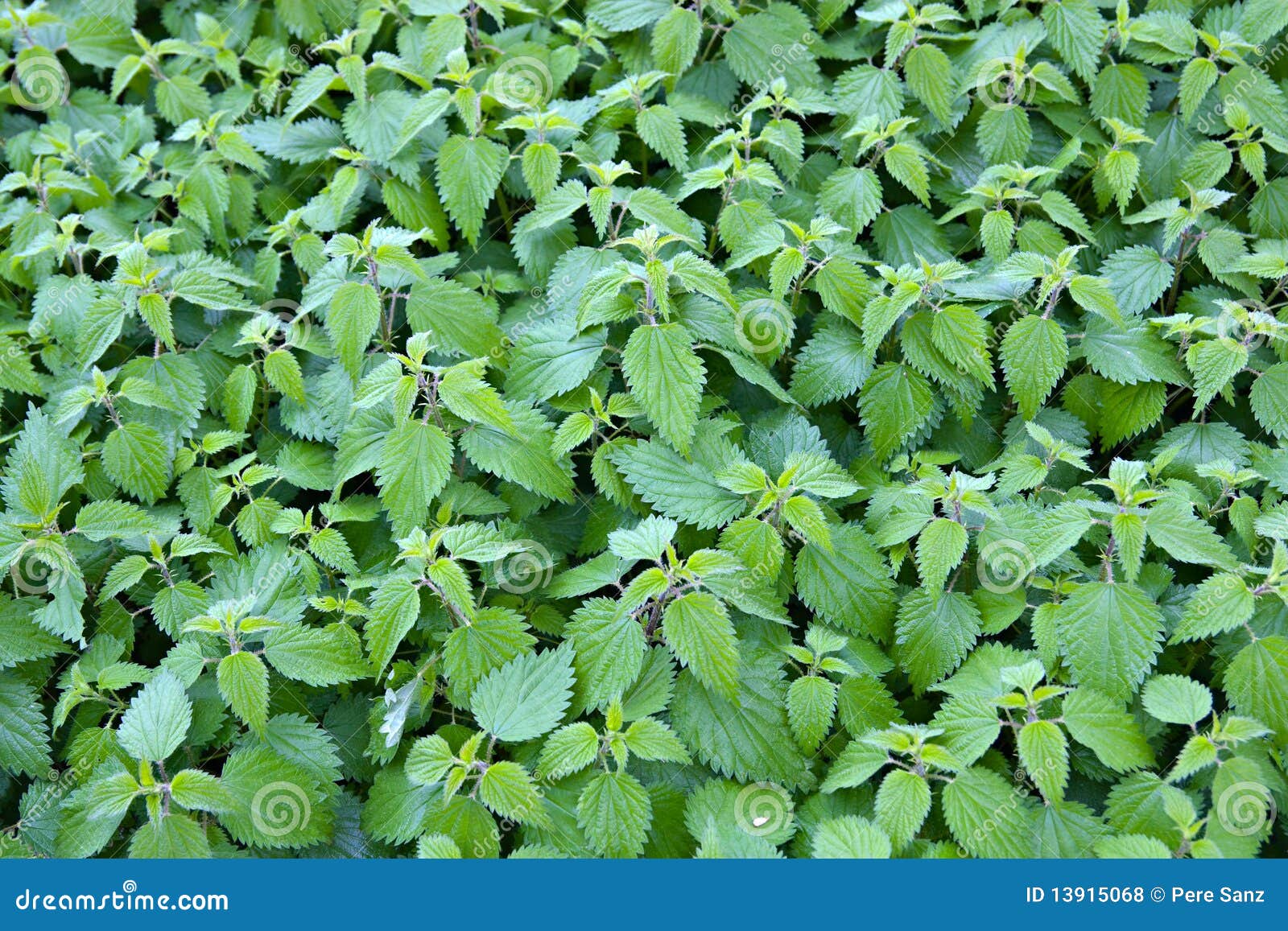 Stinkende Nessel stockfoto. Bild von zufuhr, blatt, pflanzen - 13915068