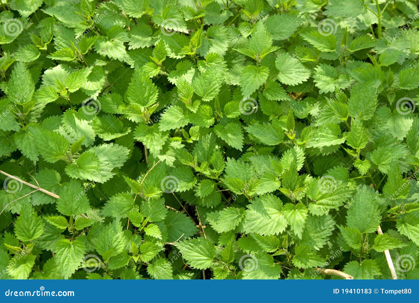 Stinkende Nessel (Urtica Dioica) Stockbild - Bild von frisch, nahrung ...