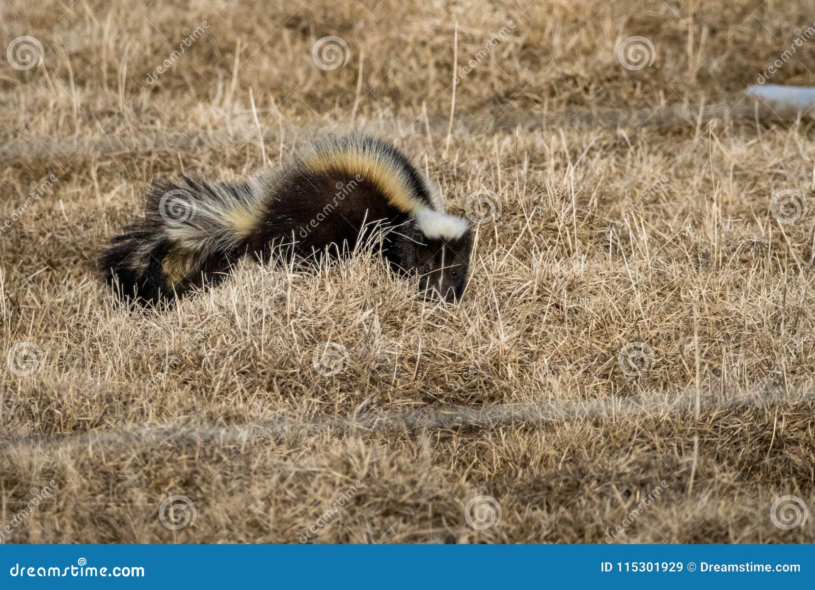 Stinker stock image. Image of stink, looking, stinker - 115301929