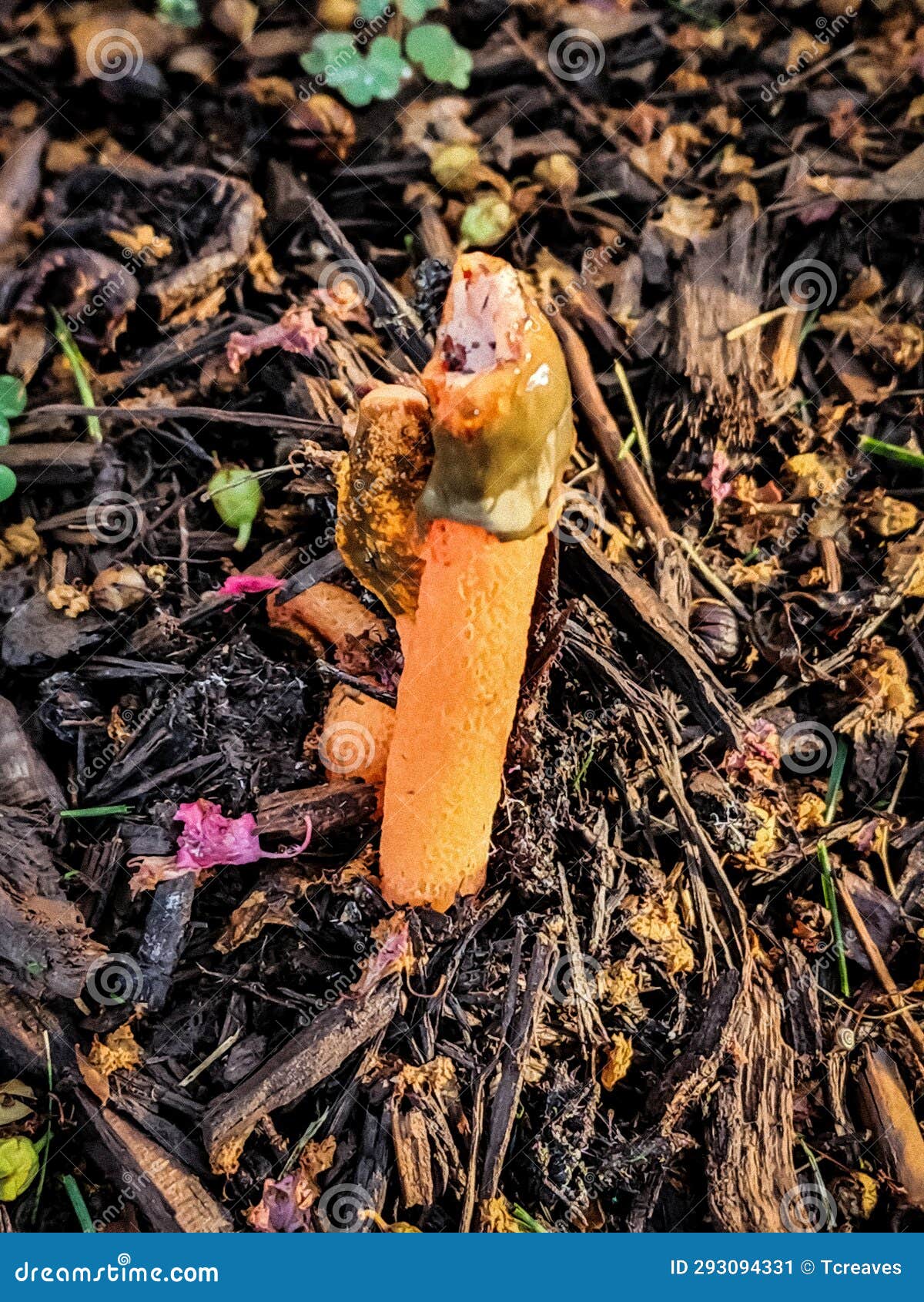 Stinky Stinkhorn stock image. Image of fungus, growing - 293094331