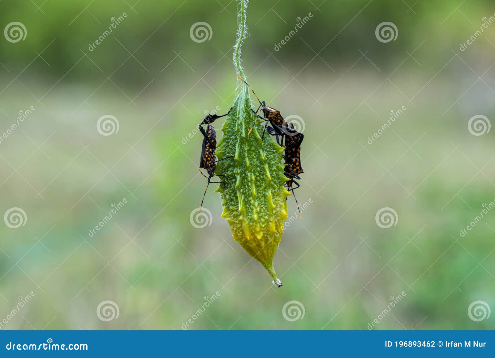 Bitter Melon is Infected by Stink Bugs Stock Photo - Image of white ...