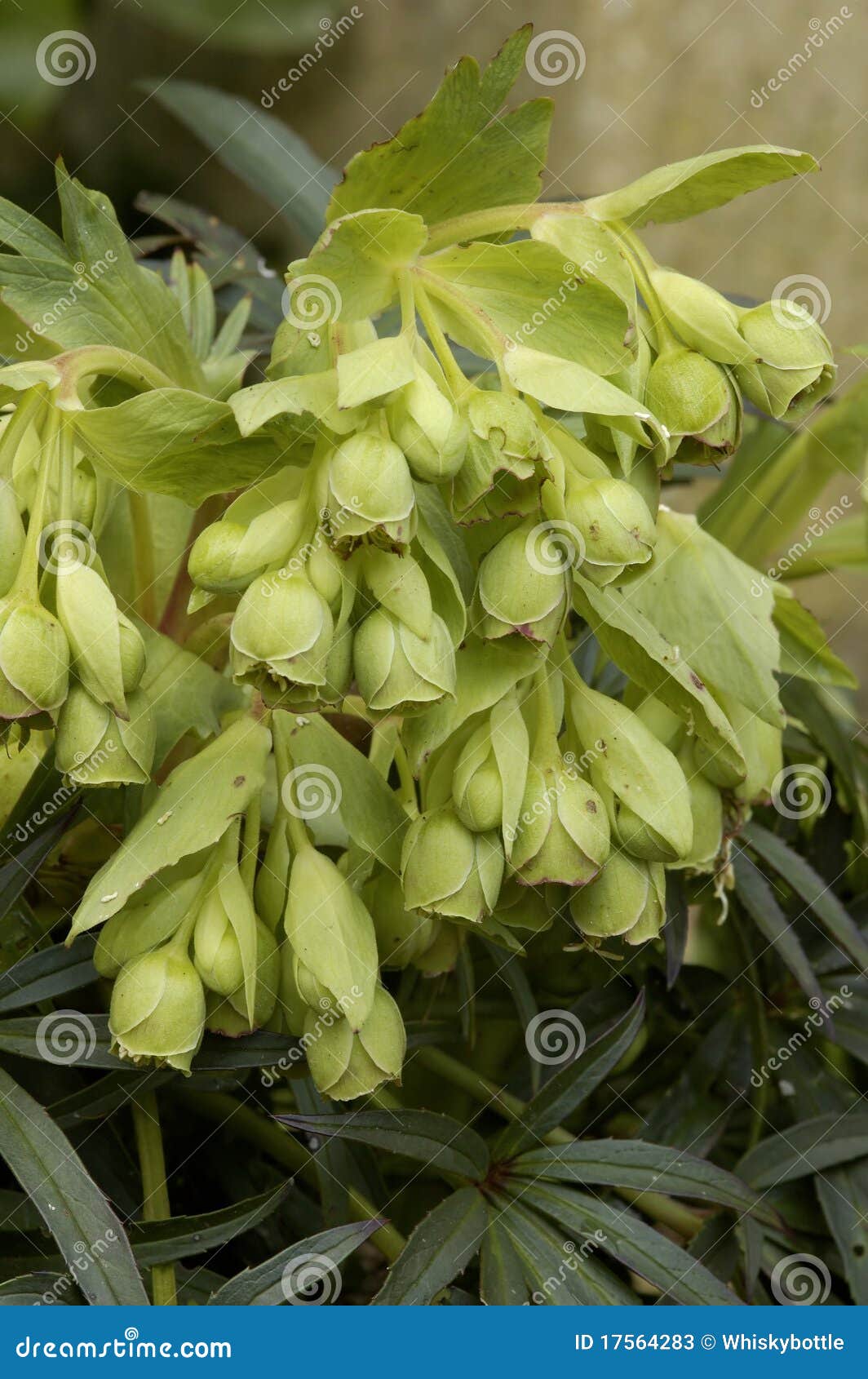 Stinking Hellebore stock image. Image of wildflower, ranunculaceae ...