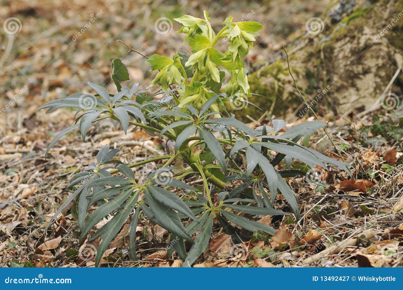 Helleborus Foetidus, Stinky Hellebore. Close Up Showing Ripe Seeds ...