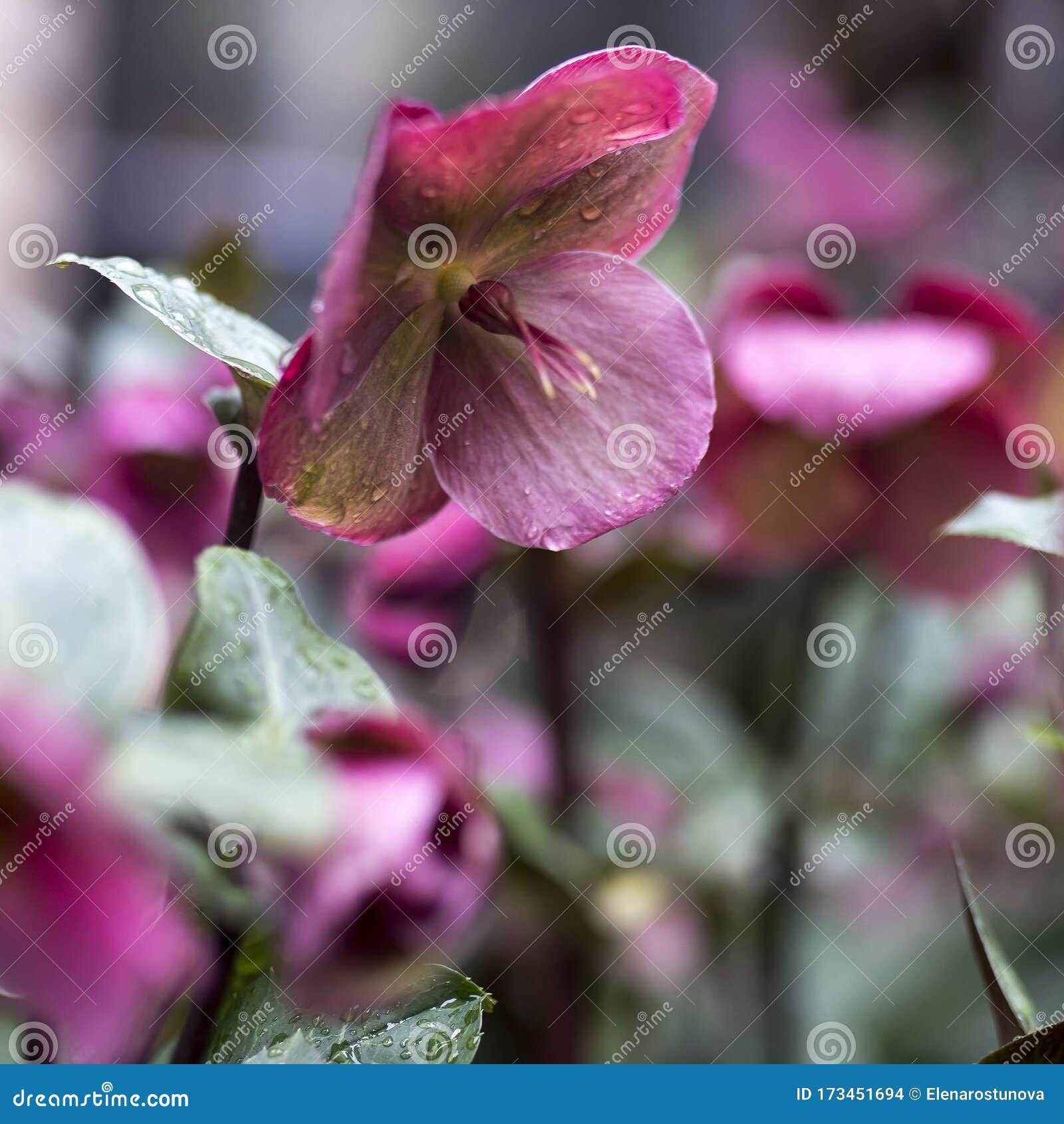 Stinking Hellebore Helleborus Foetidus Stock Photo - Image of flora ...