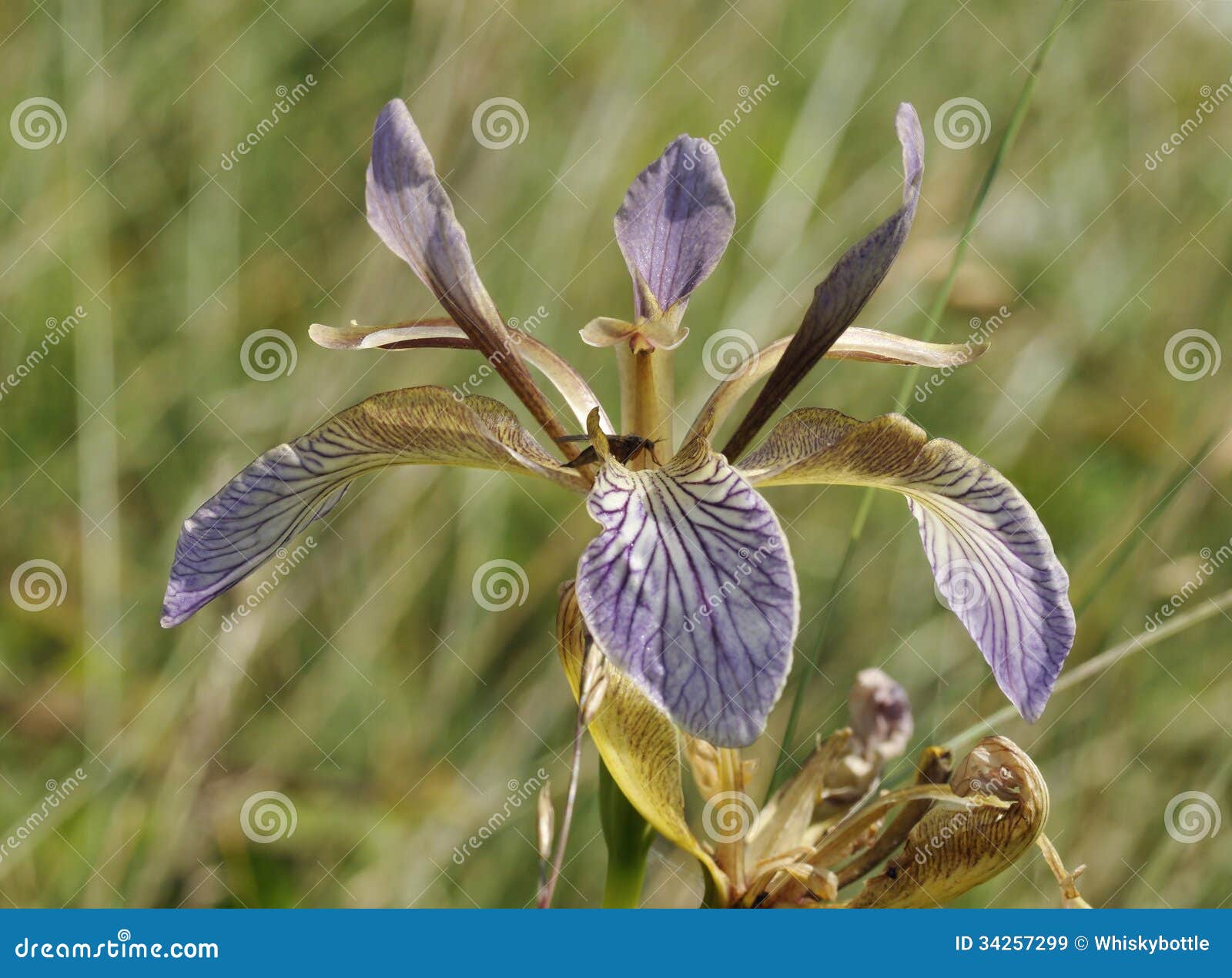 Stinking Iris stock image. Image of wild, flower, wildflower - 34257299