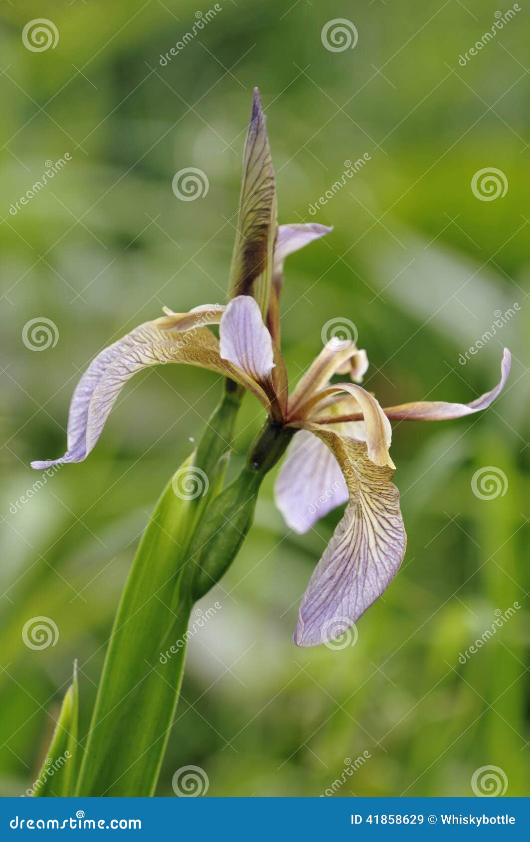 Stinking Iris stock image. Image of foetidissima, stinking - 41858629