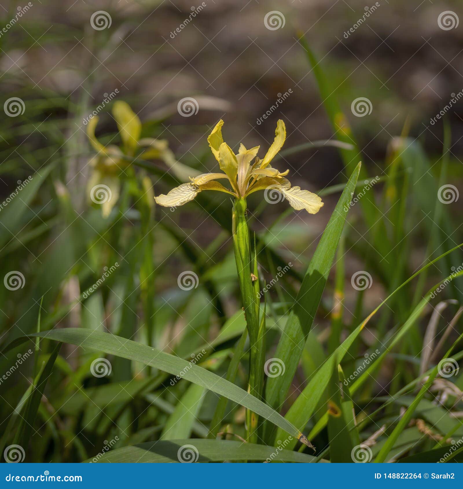 Stinking Iris - Iris Foetidissima. Stock Photo - Image of uncommon ...