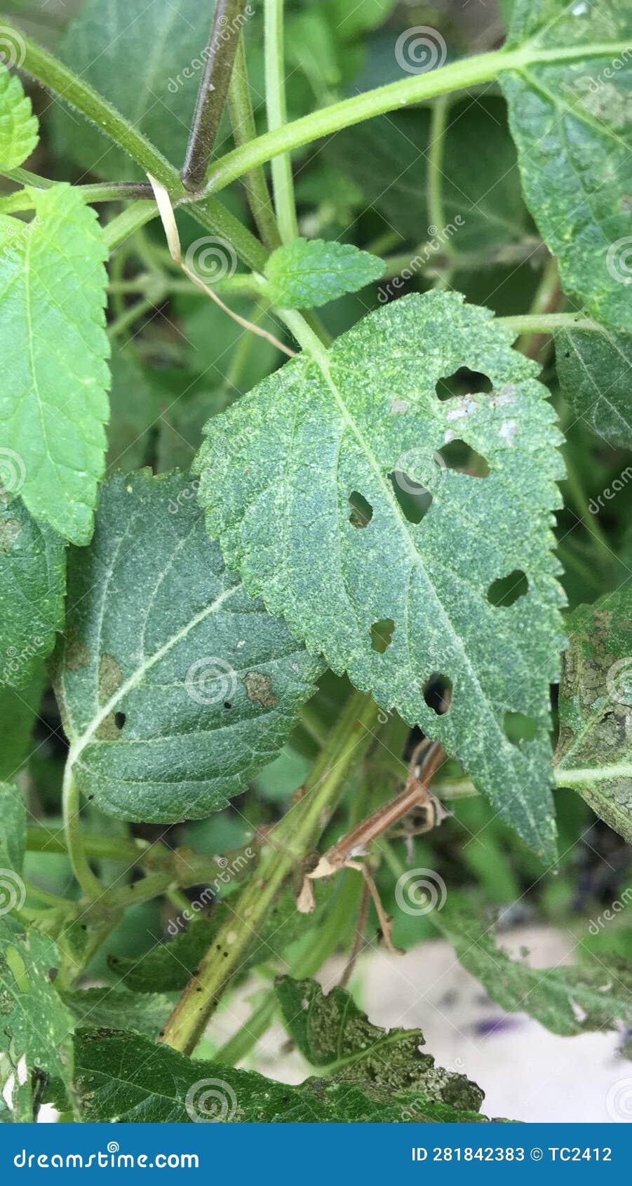 Stinking Leaves of a Plant in the Garden Stock Image - Image of garden ...
