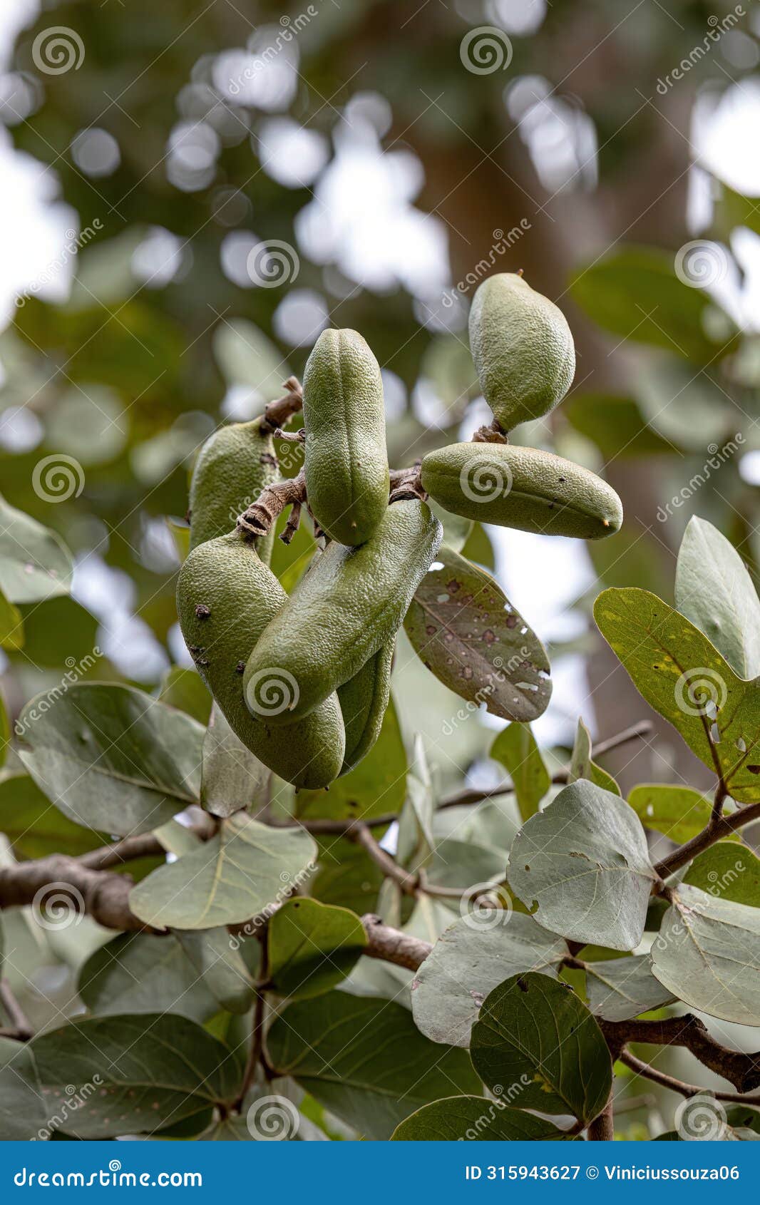 Stinkingtoe Tree with Fruits Stock Image - Image of natural, nutrition ...