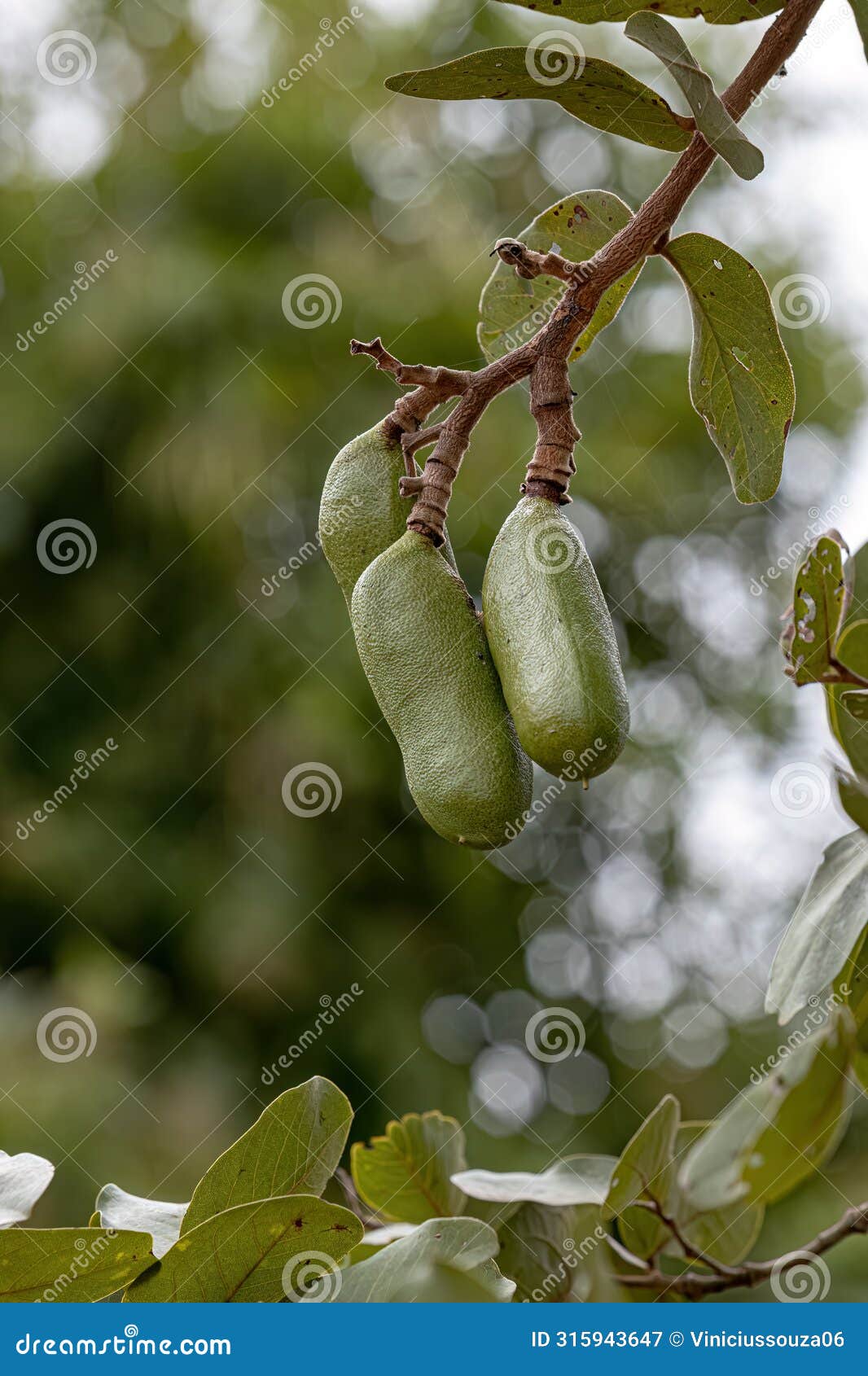 Stinkingtoe Tree with Fruits Stock Image - Image of leaf, hymeneal ...