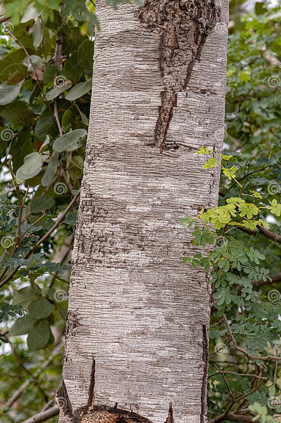 Stinkingtoe Tree Trunk stock image. Image of nature - 315945645