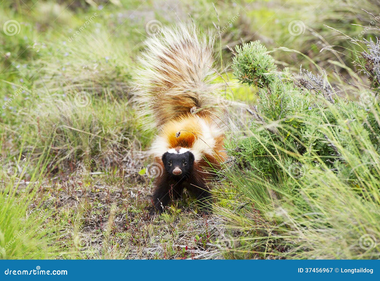 Stinktier stockbild. Bild von schauen, schwarzes, gras - 37456967