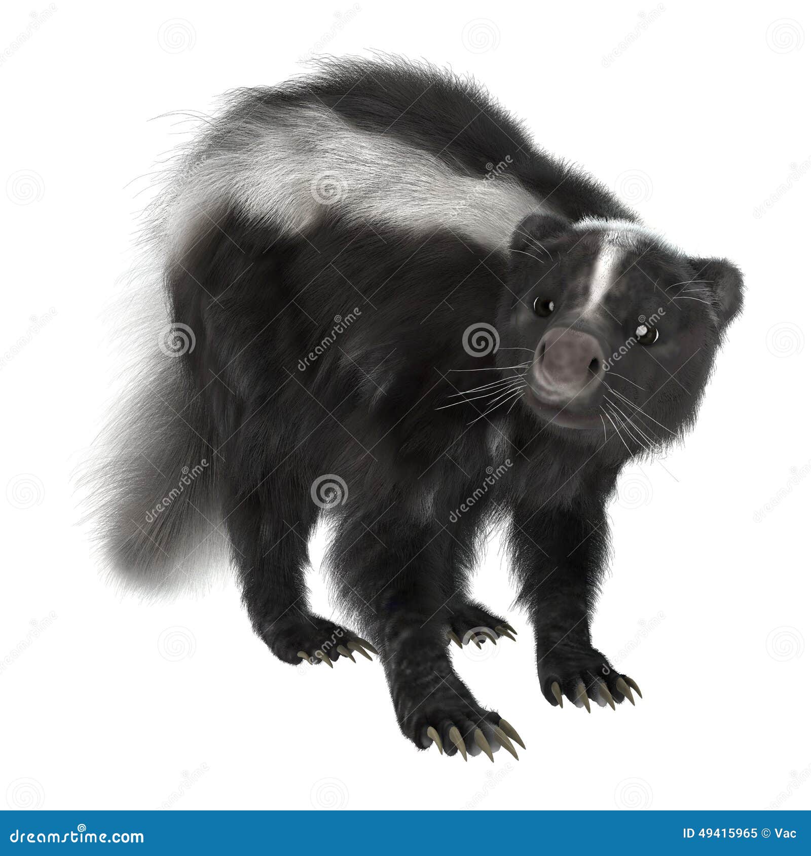 Stinktier stock abbildung. Illustration von neugierig - 49415965