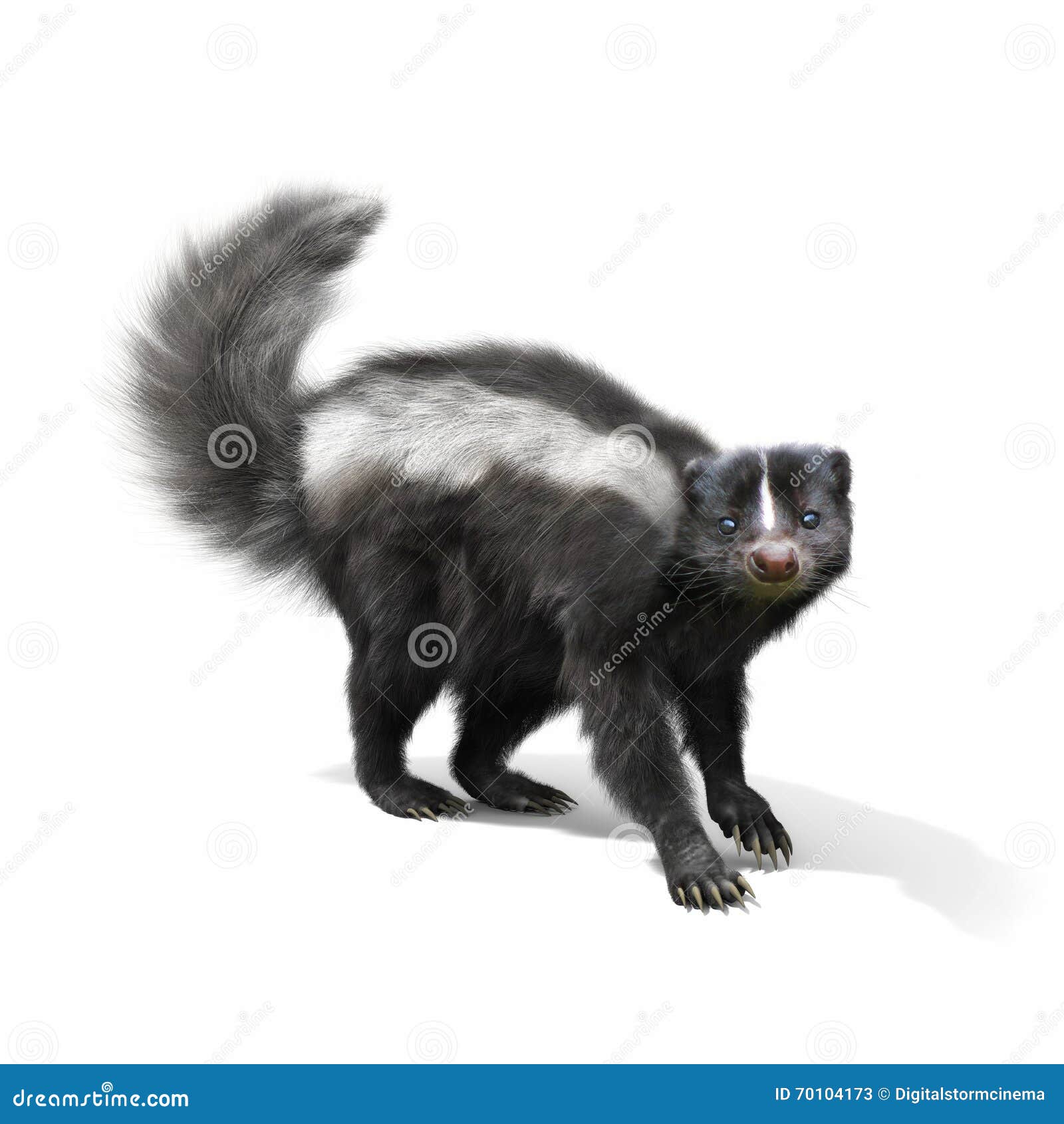 Stinktier Auf Einem Weißen Hintergrund Stock Abbildung - Illustration ...