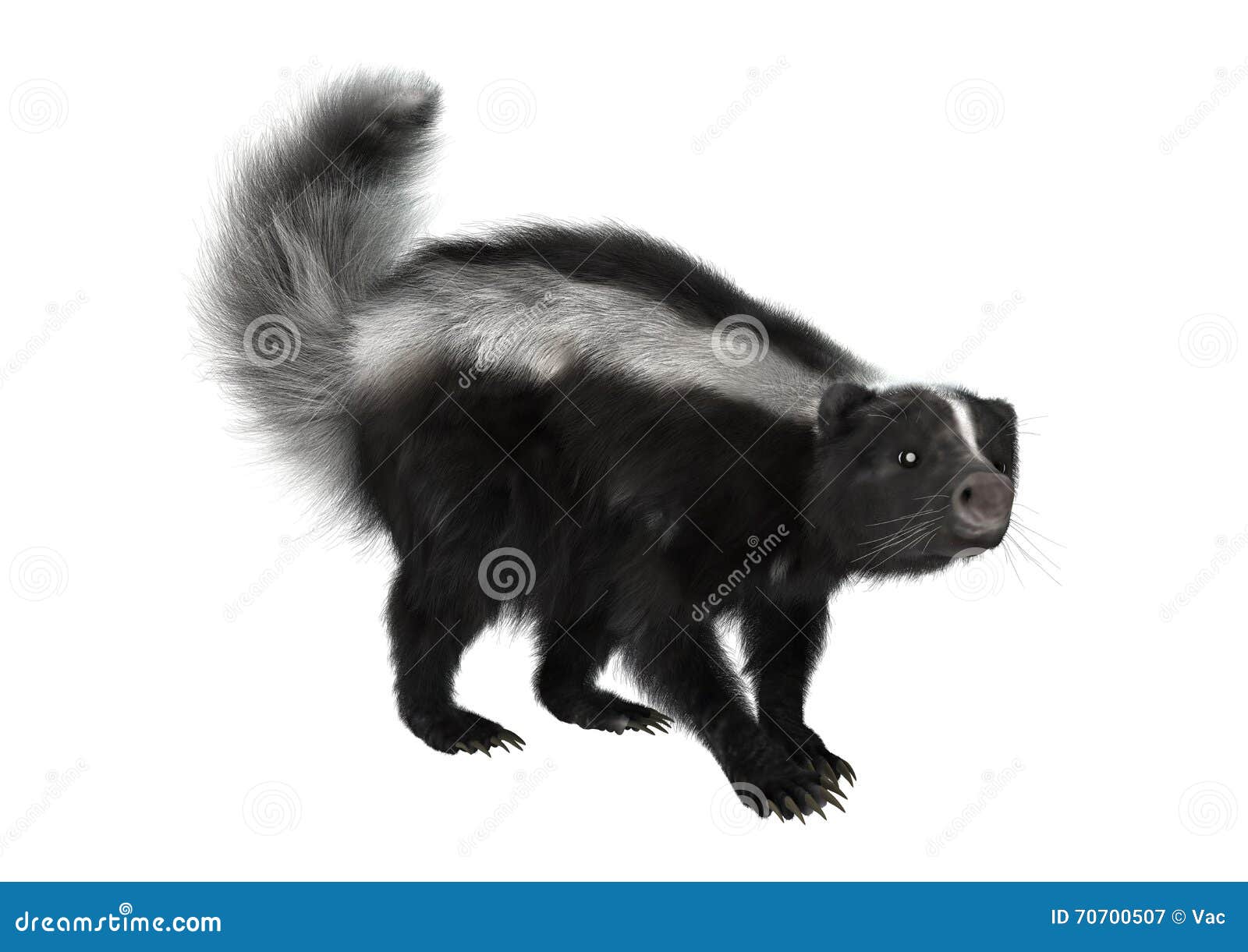 Stinktier Der Wiedergabe-3D Auf Weiß Stock Abbildung - Illustration von ...