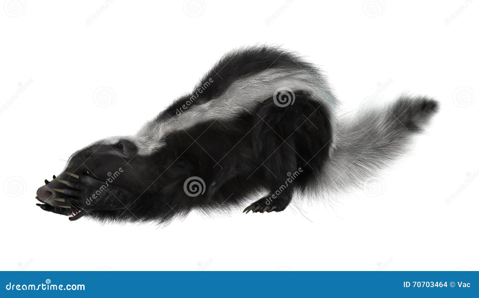 Stinktier Der Wiedergabe-3D Auf Weiß Stockfoto - Bild von wildnis ...