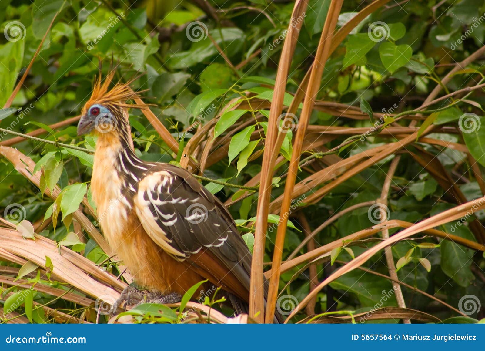 Stinky Bird stock photo. Image of south, peru, bright - 5657564