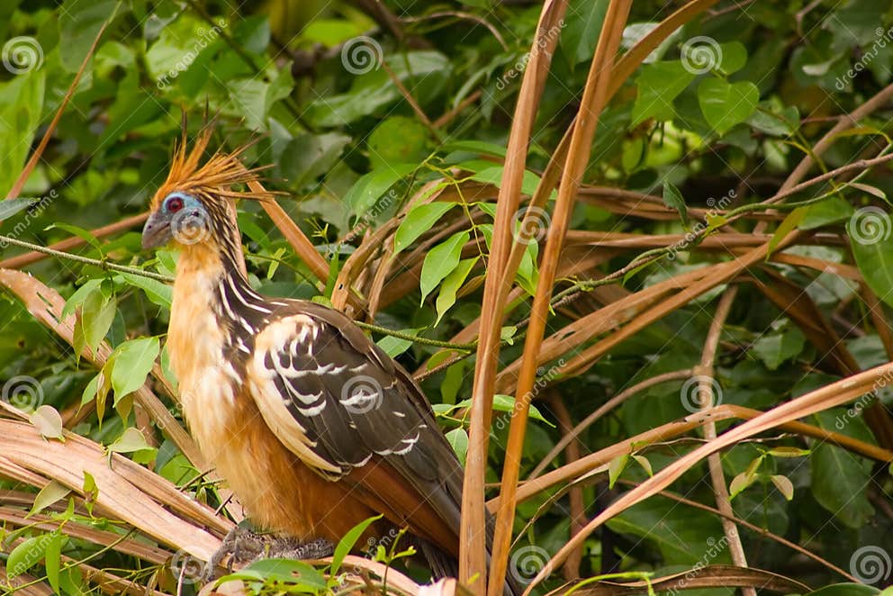Stinky Bird stock photo. Image of south, peru, bright - 5657564