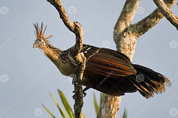 Stinky bird stock image. Image of summer, graceful, flight - 8346929