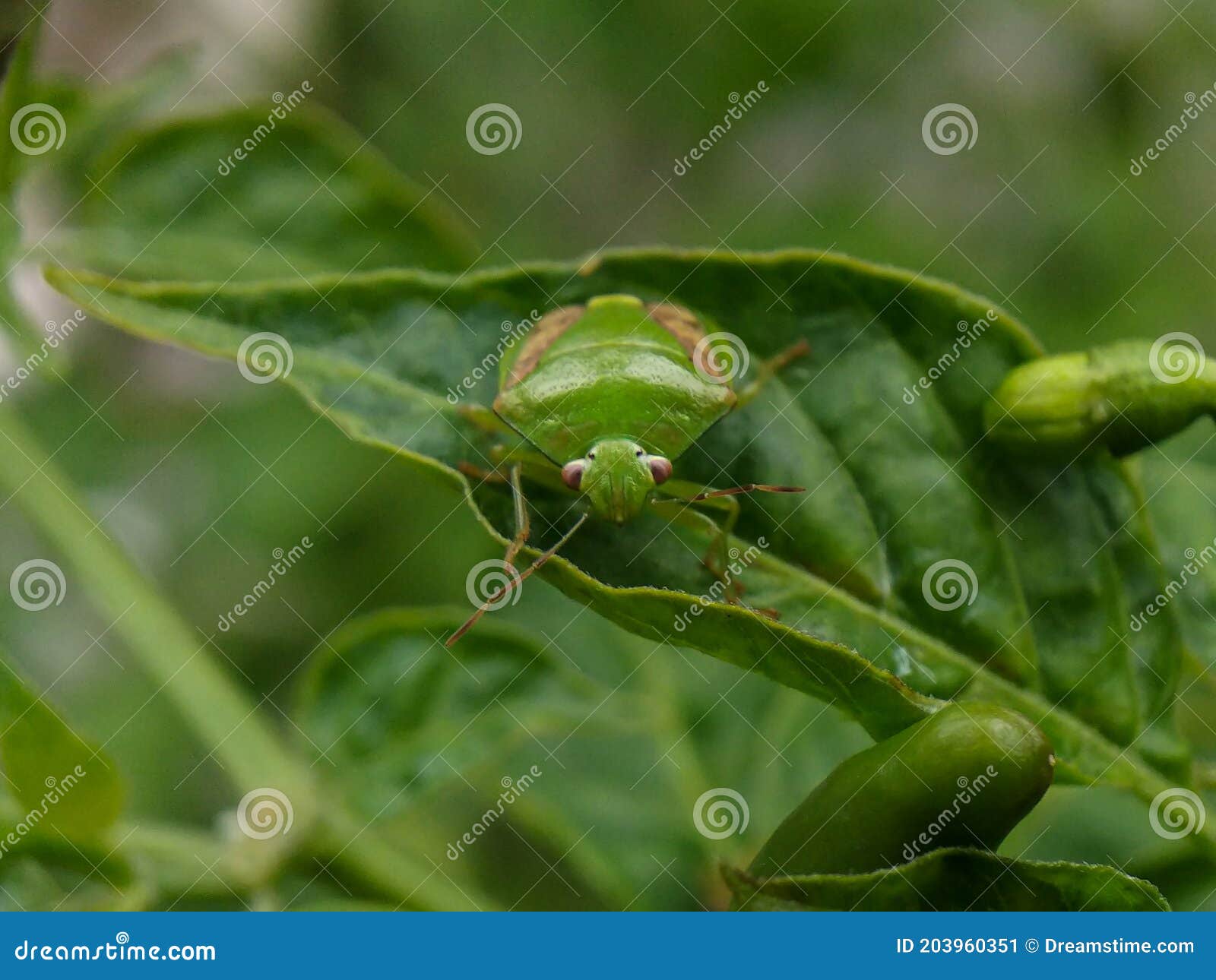 Stinky Bug stock image. Image of leaf, green, stinky - 203960351