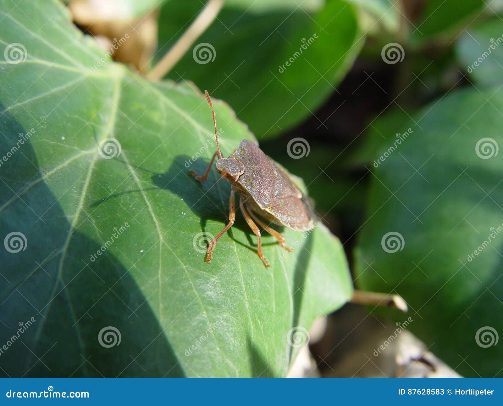 Stinky bug stock image. Image of brown, stinky, plant - 87628583