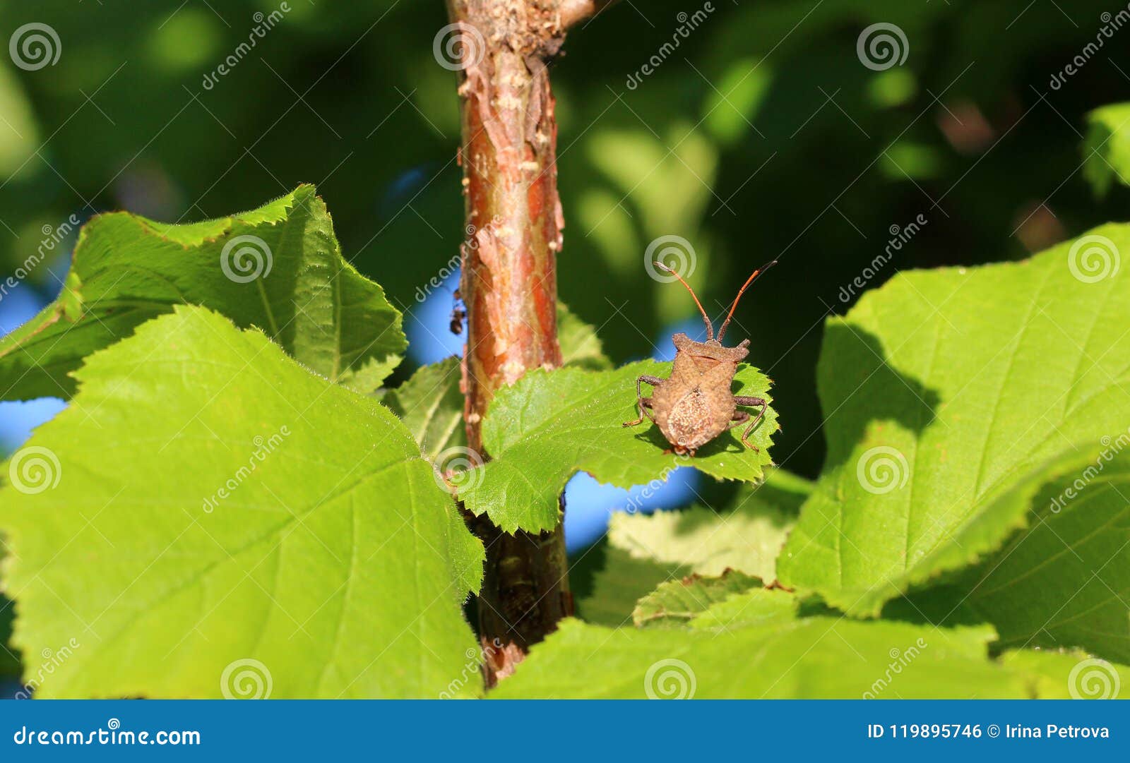 Stinky Bug on a Plant Branch Stock Photo - Image of alpine, berry ...