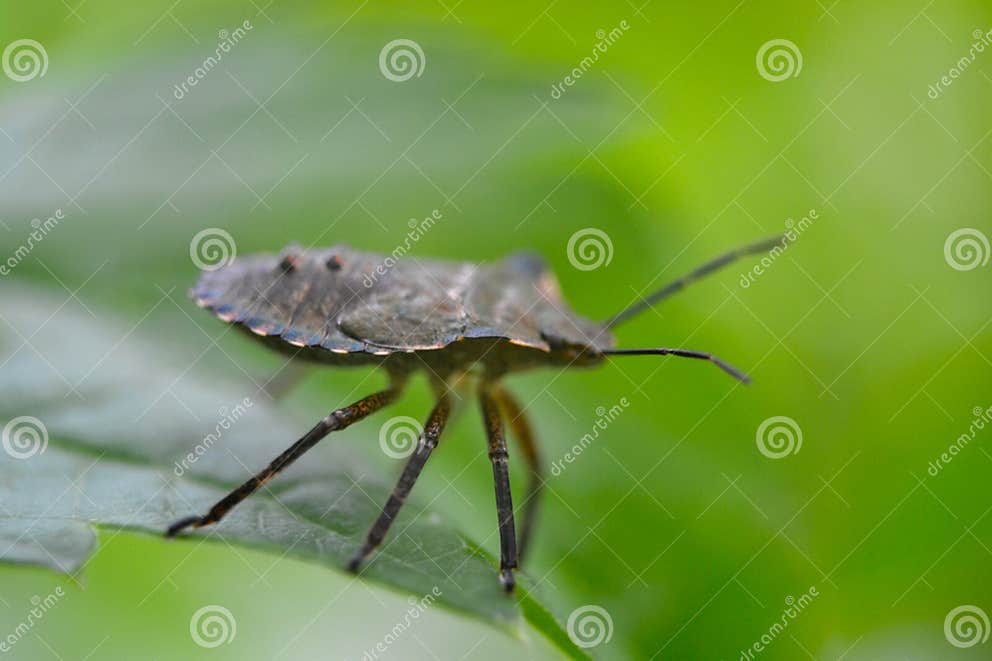 Stinky bug stock photo. Image of stink, malaysia, insect - 324329996