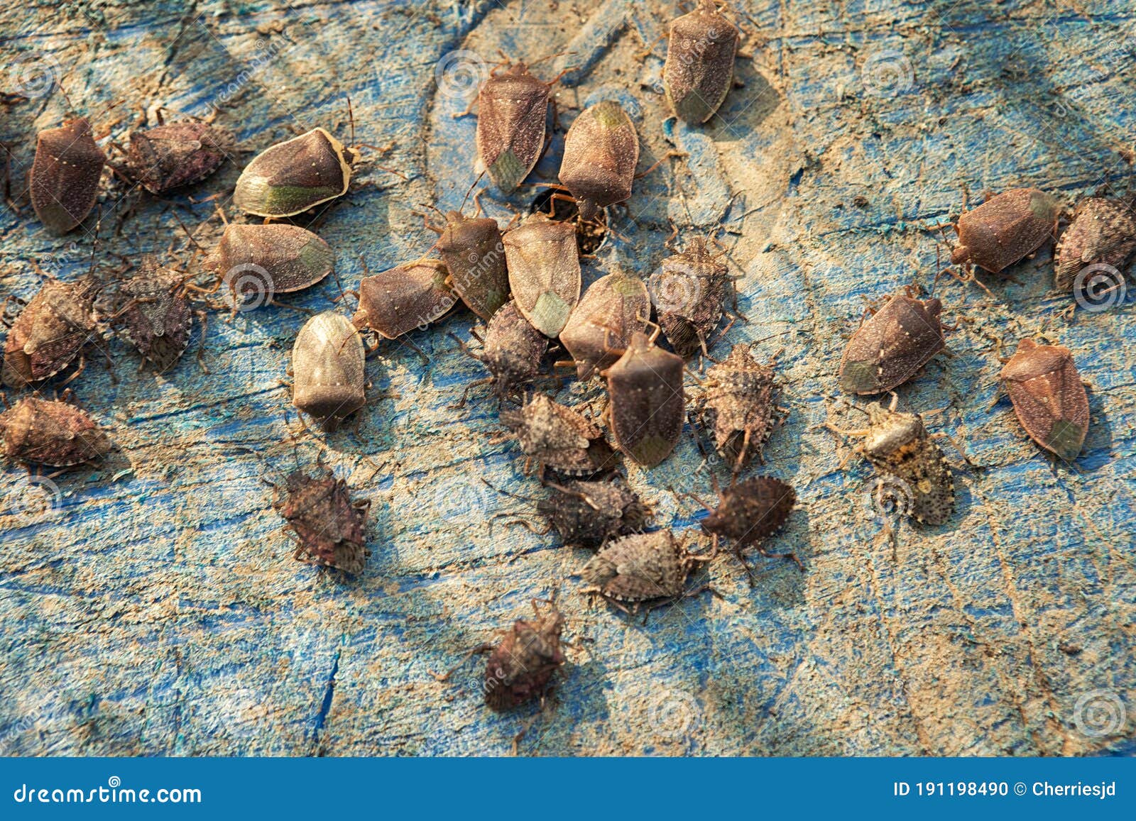 Stinky bugs stock photo. Image of horizontal, detail - 191198490