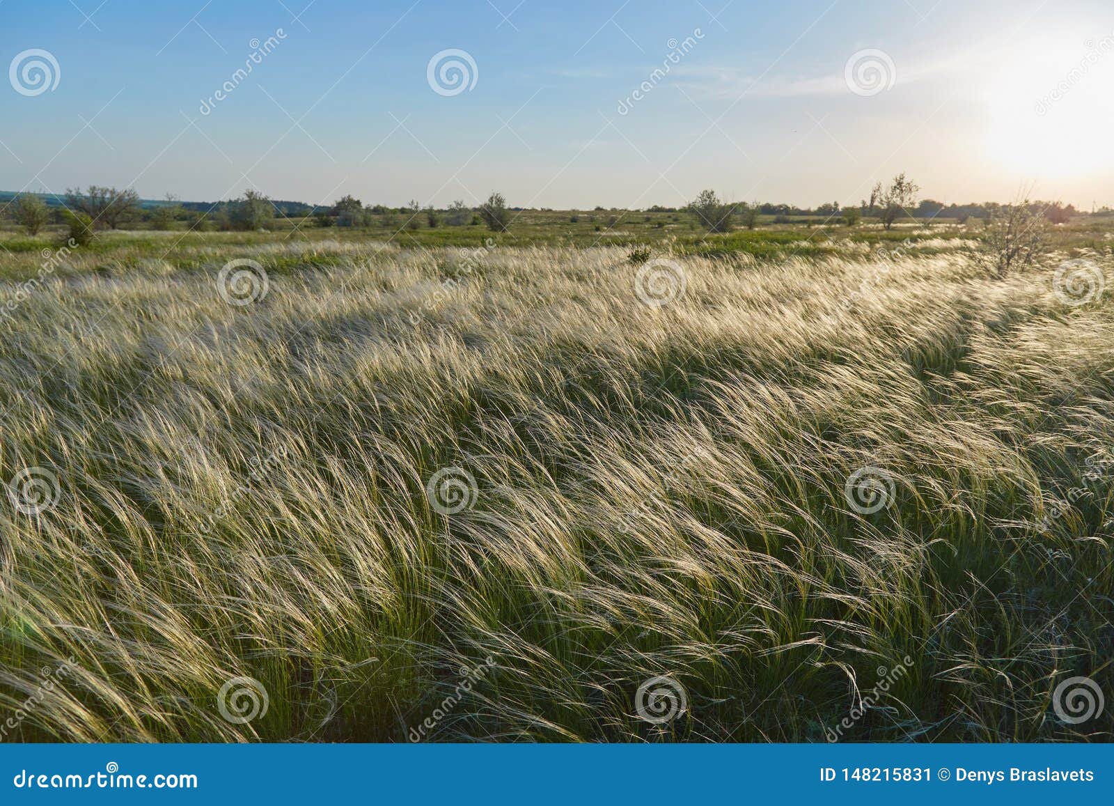 Stipa Feather Grass or Needle Grass Nassella Tenuissima Stock Image ...