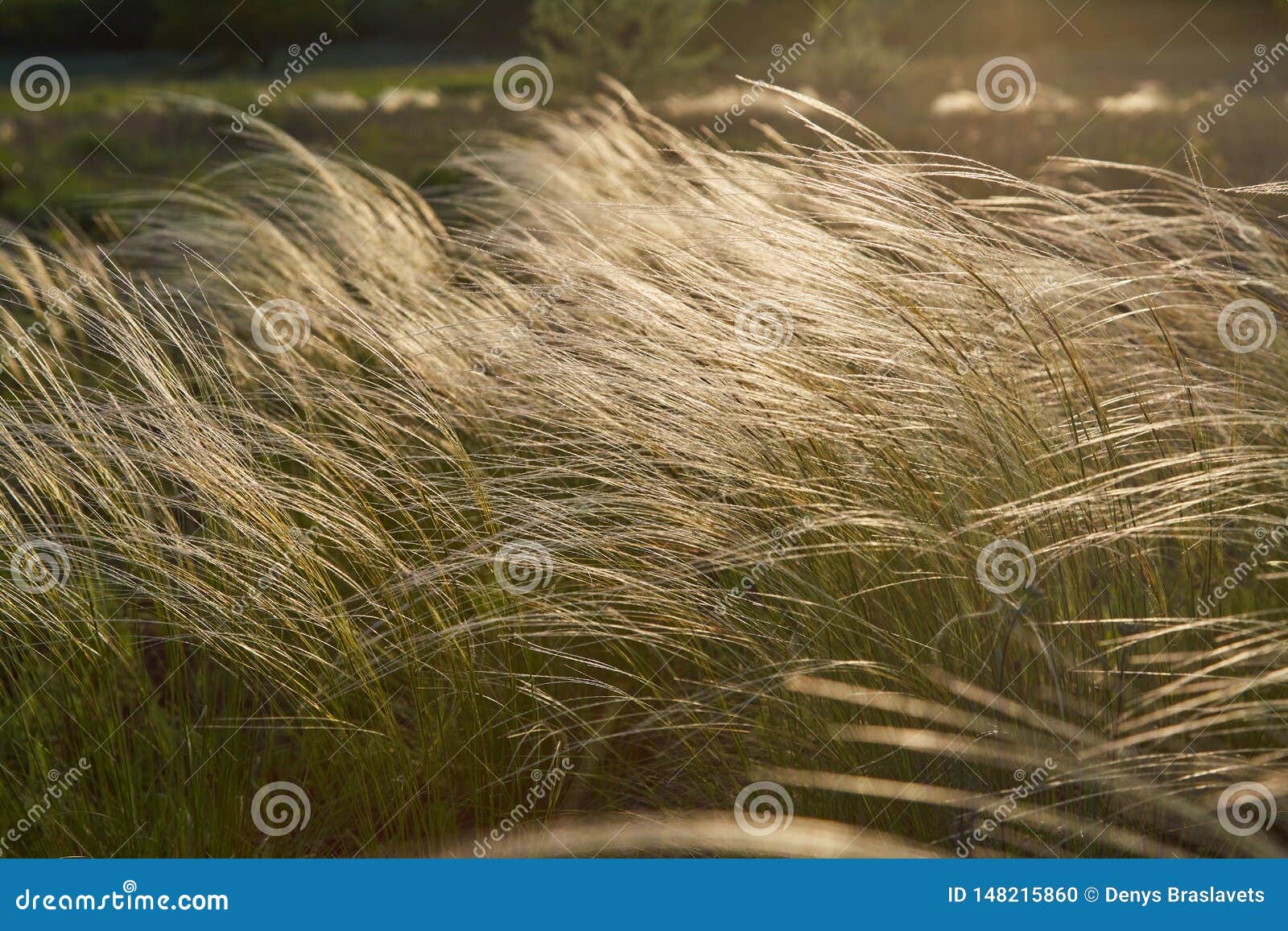 Stipa Feather Grass or Needle Grass Nassella Tenuissima Stock Photo ...