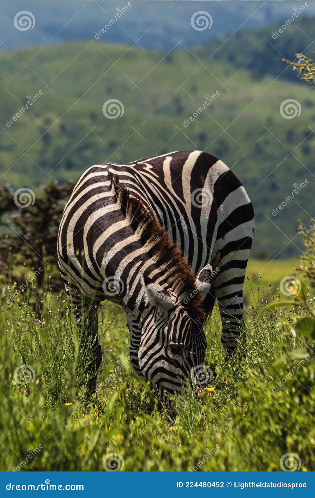 Stiped Zebra Sniffing Green Grass of Stock Photo - Image of wildlife ...
