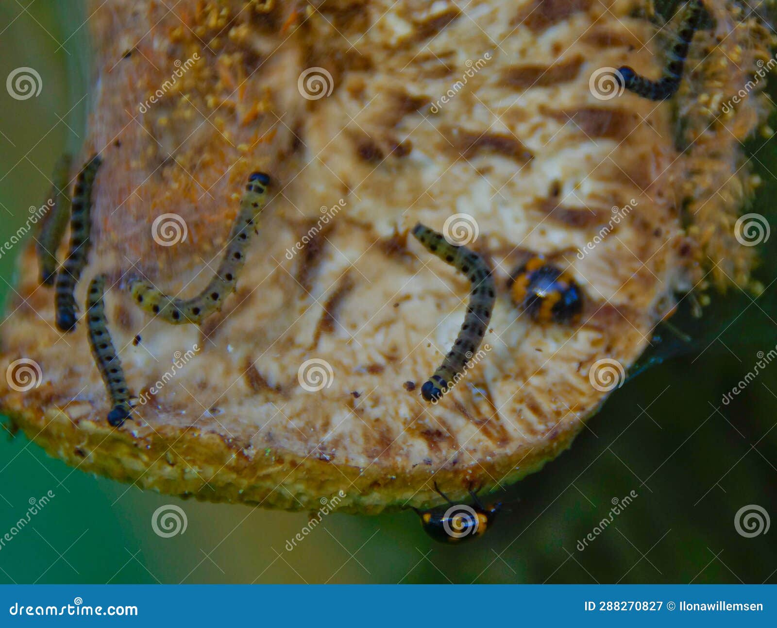 Stipple moth caterpillars stock image. Image of stipple - 288270827