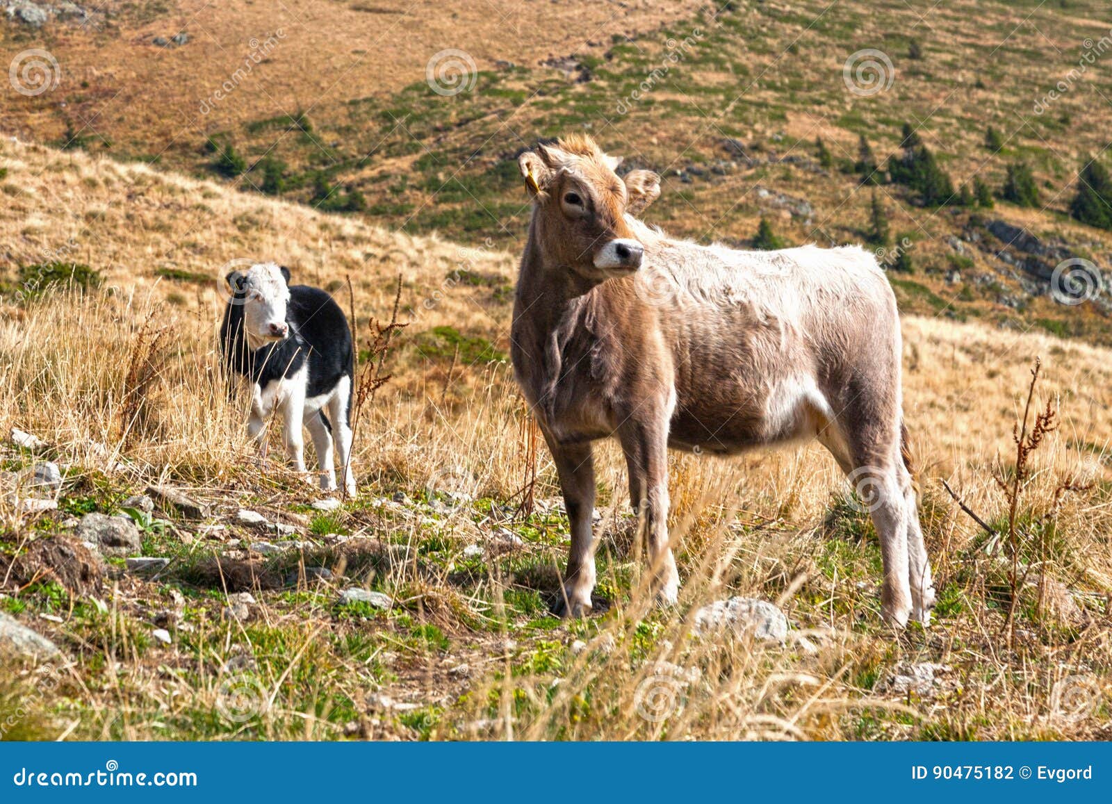 Stirk and Cow in the Mountain Stock Photo - Image of pasture, animals ...