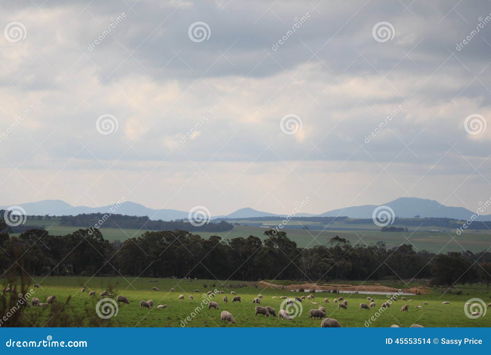 Stirling Ranges and sheep stock photo. Image of stirling - 45553514