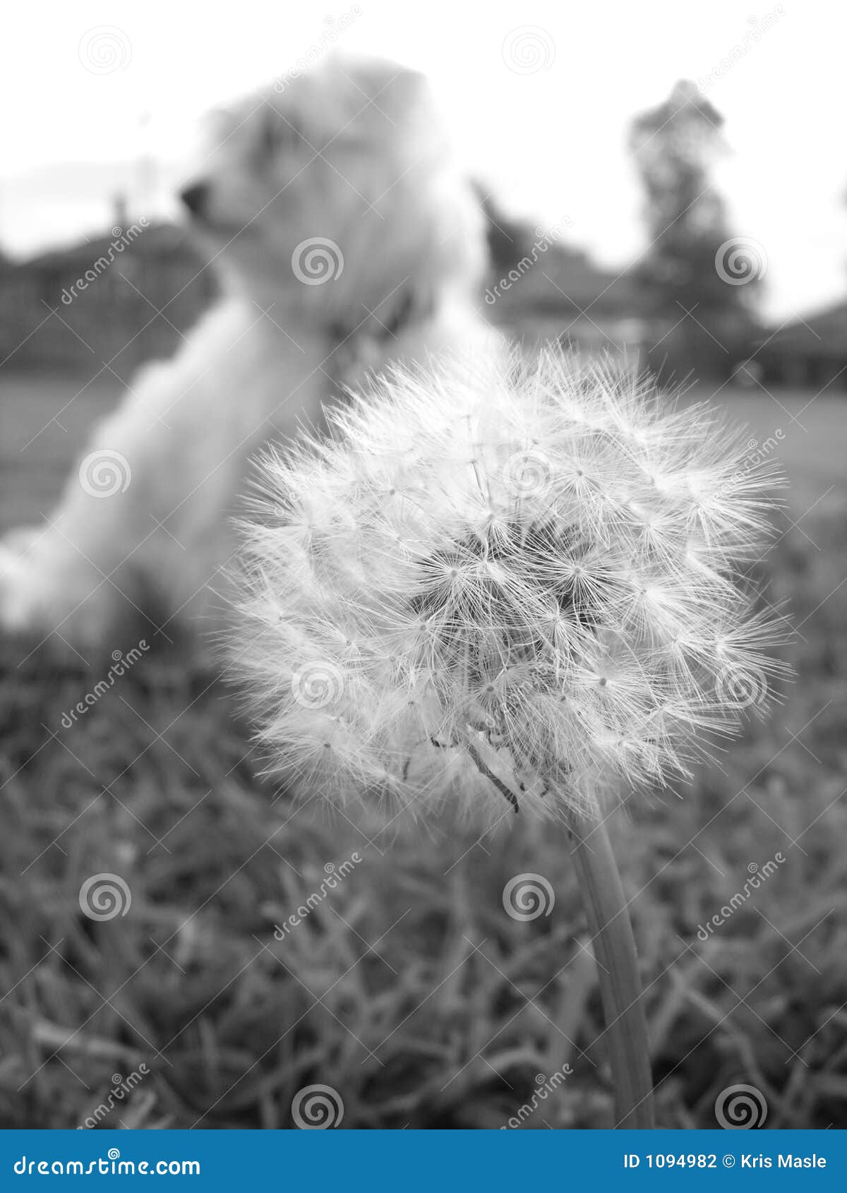 Stitch And Fluff Picture. Image: 1094982