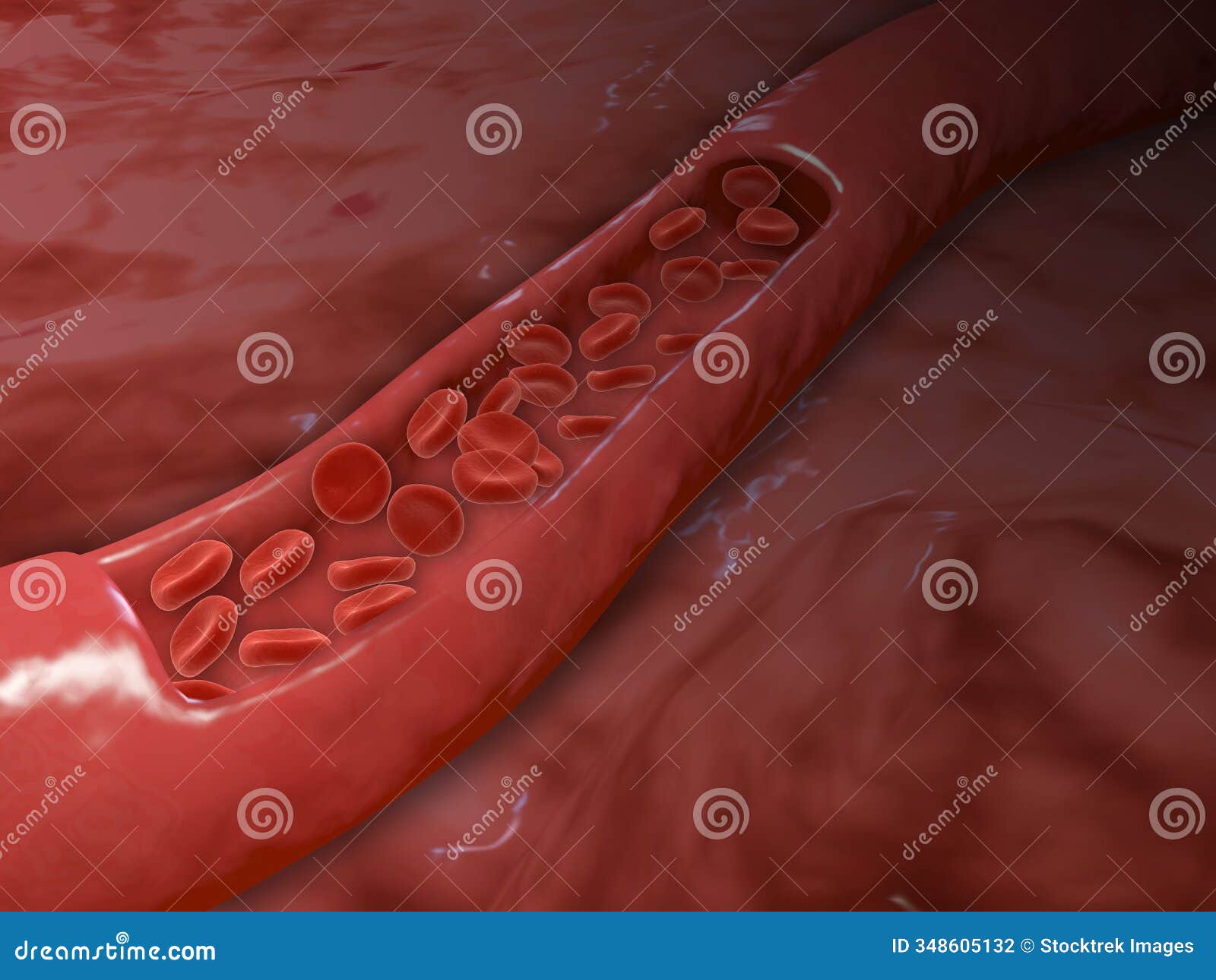 Artery Cross Section with Red Blood Cell Flow. Stock Illustration ...