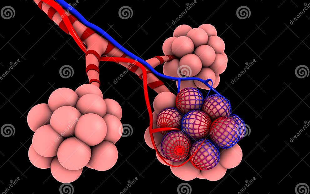 Conceptual Image of Alveoli. Stock Illustration - Illustration of ...