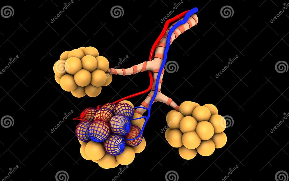 Conceptual Image of Alveoli. Stock Illustration - Illustration of ...