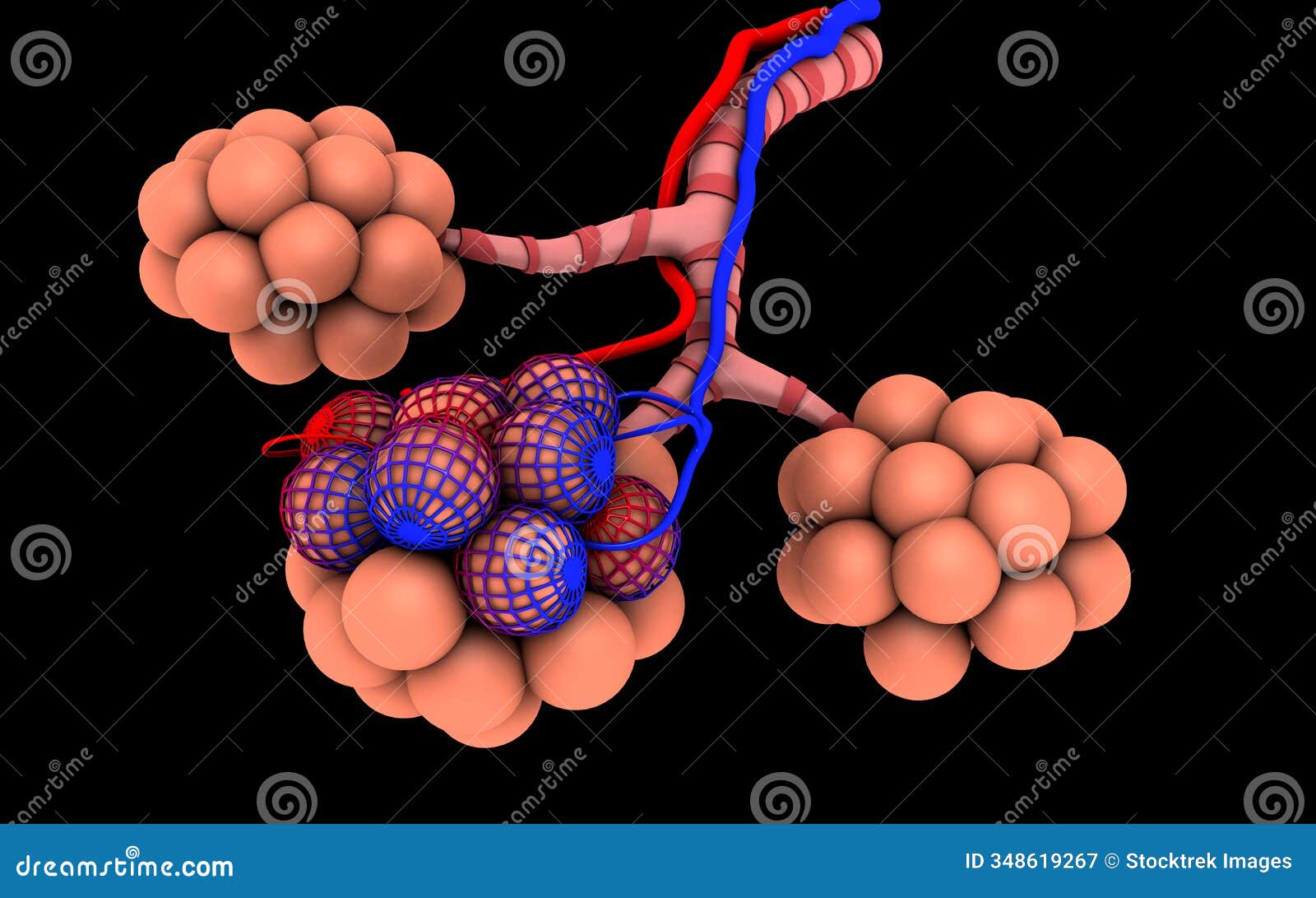 Conceptual Image of Alveoli. Stock Illustration - Illustration of ...