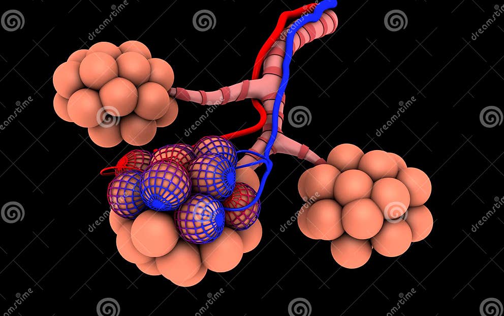 Conceptual Image of Alveoli. Stock Illustration - Illustration of ...