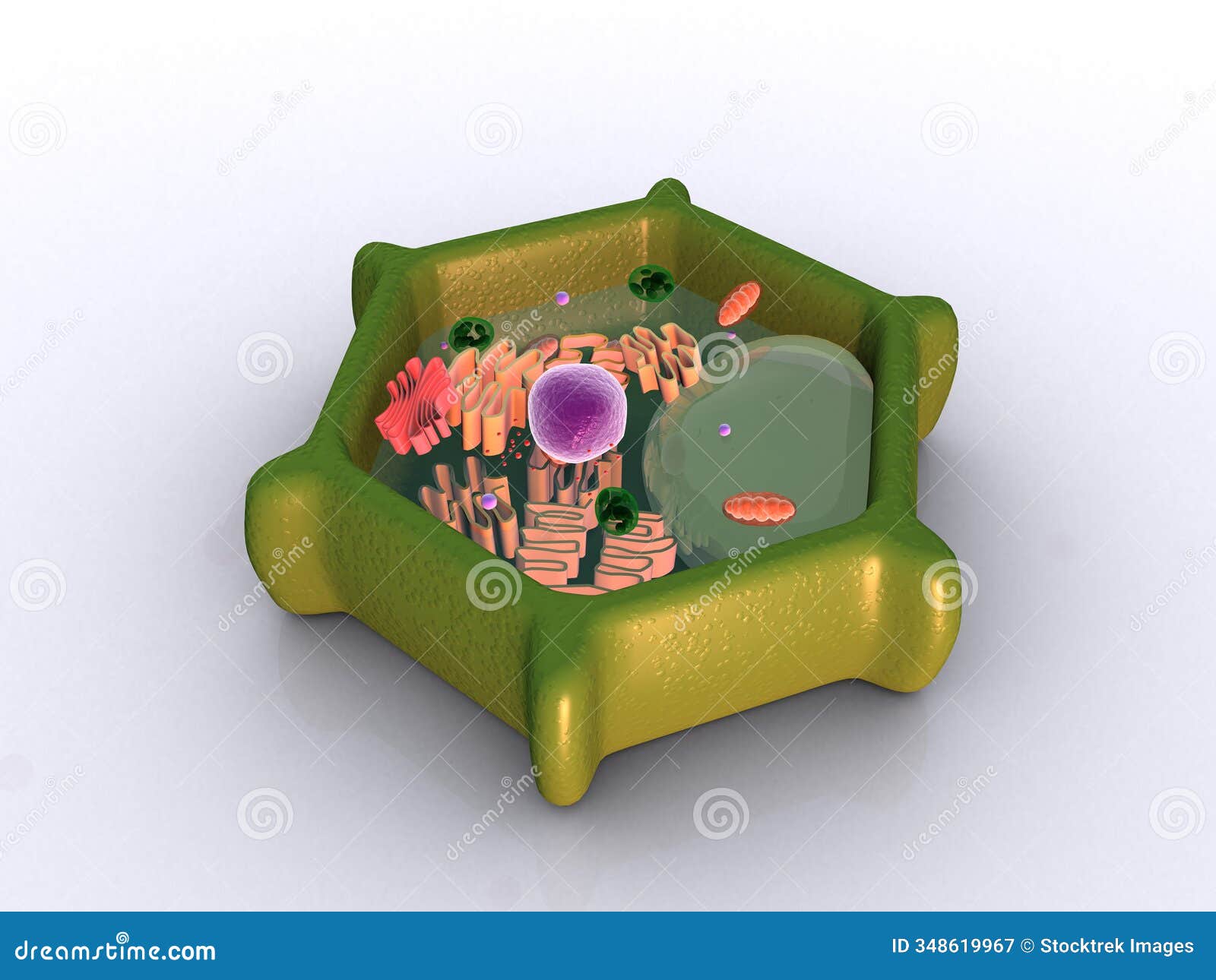 Conceptual Image of a Plant Cell and Its Components. Stock Illustration ...