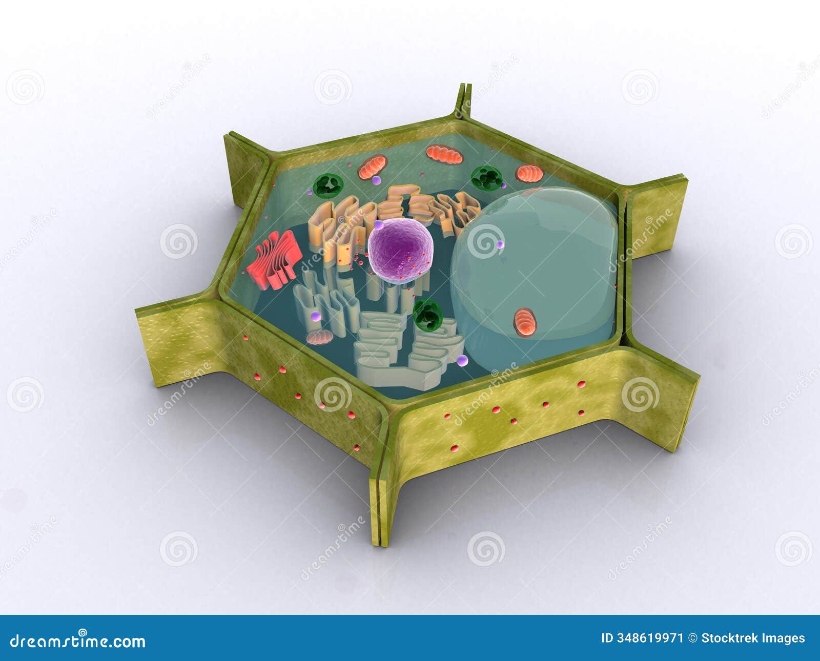 Conceptual Image of a Plant Cell and Its Components. Stock Illustration ...