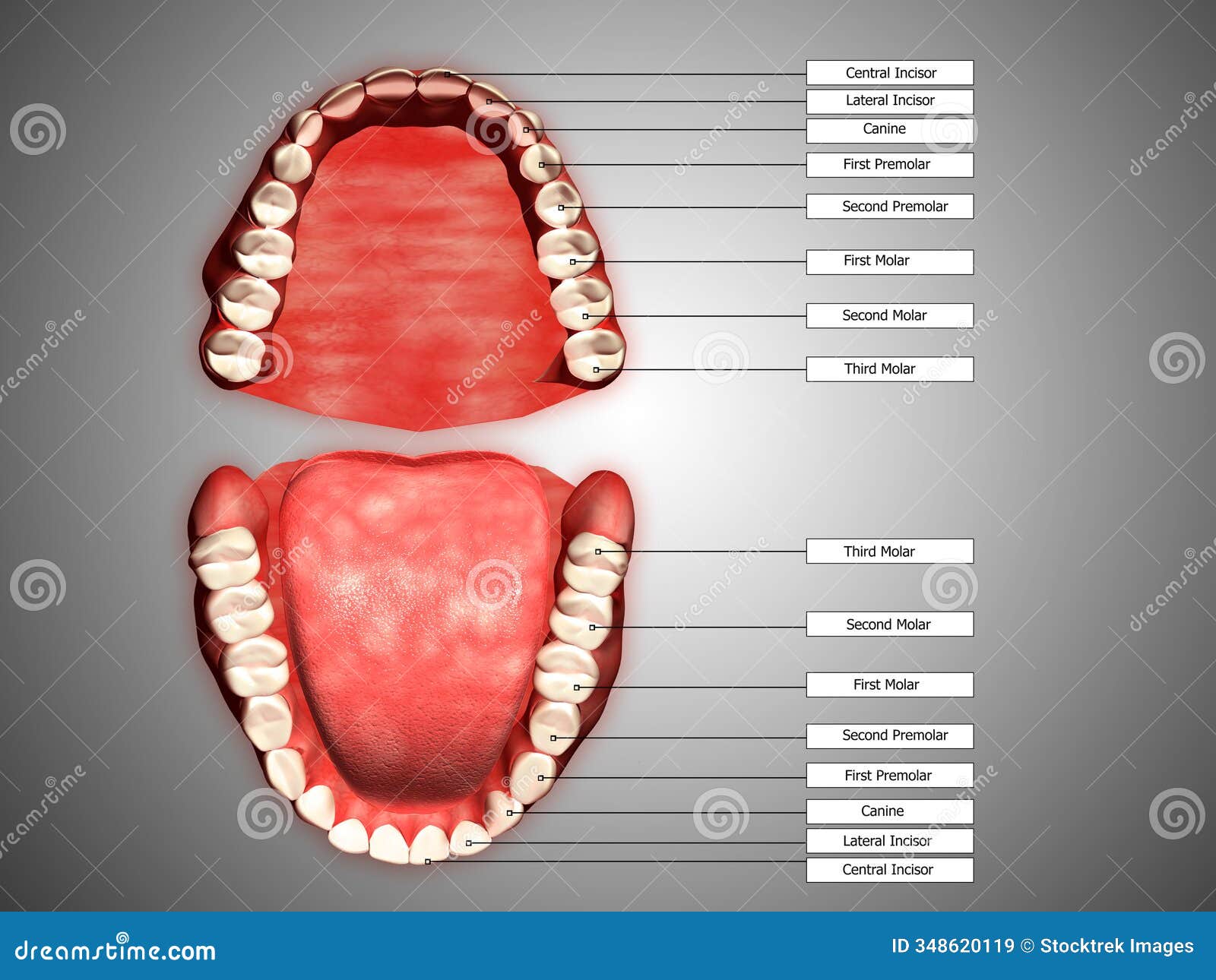 Human Teeth Structure with Labels. Stock Illustration - Illustration of ...