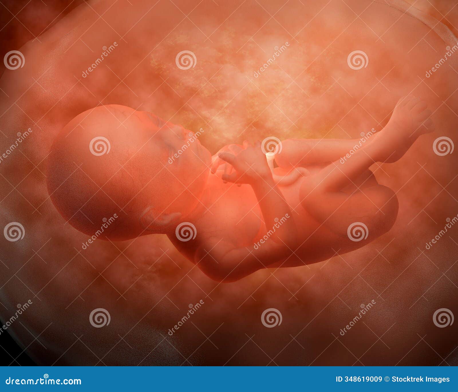 Medical Illustration of Fetus Development at 24 Weeks. Stock ...